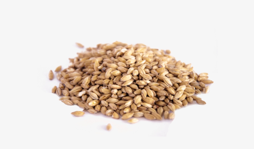 Grains Clipart Malt - Malt - Free Transparent PNG Download - PNGkey