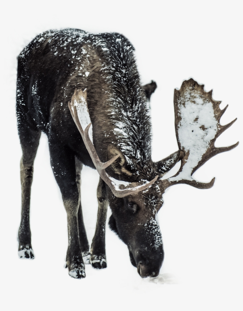 Deer Sticker - Free Transparent PNG Download - PNGkey