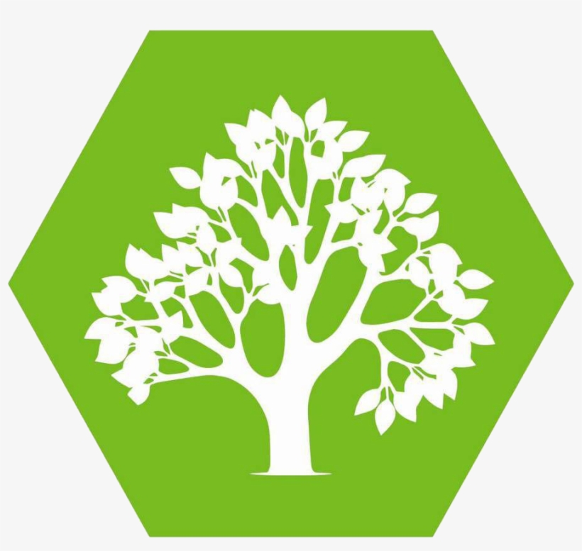 Stage Clipart Tree Development - Illustration - Free Transparent PNG ...