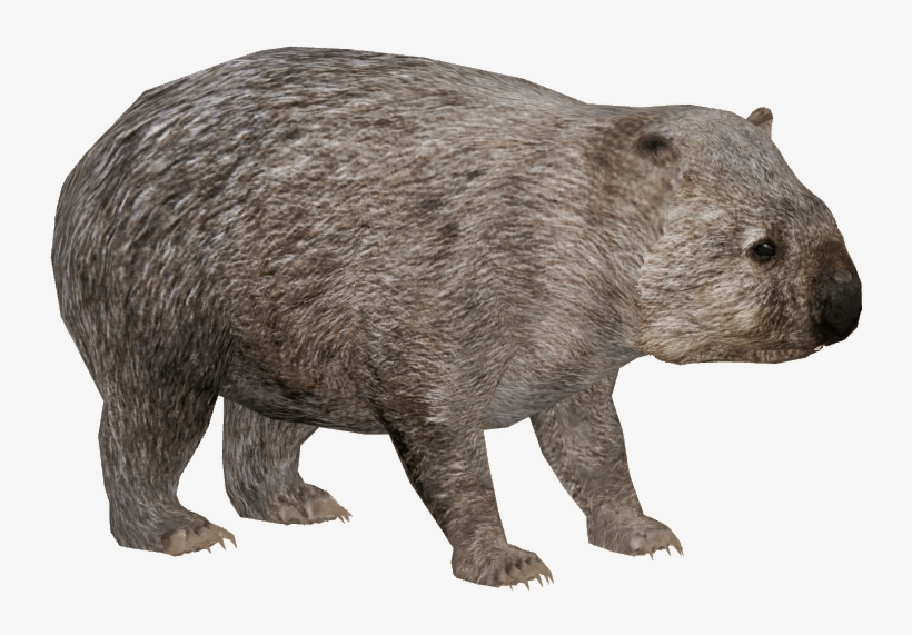 Common Wombat Png Image - Wombat Png - Free Transparent PNG Download ...
