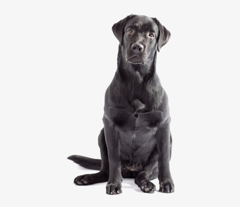 Labrador Retriever Transparent Image - Labrador Retriever - Free ...
