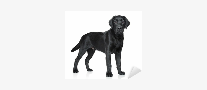 Black Labrador - Free Transparent PNG Download - PNGkey