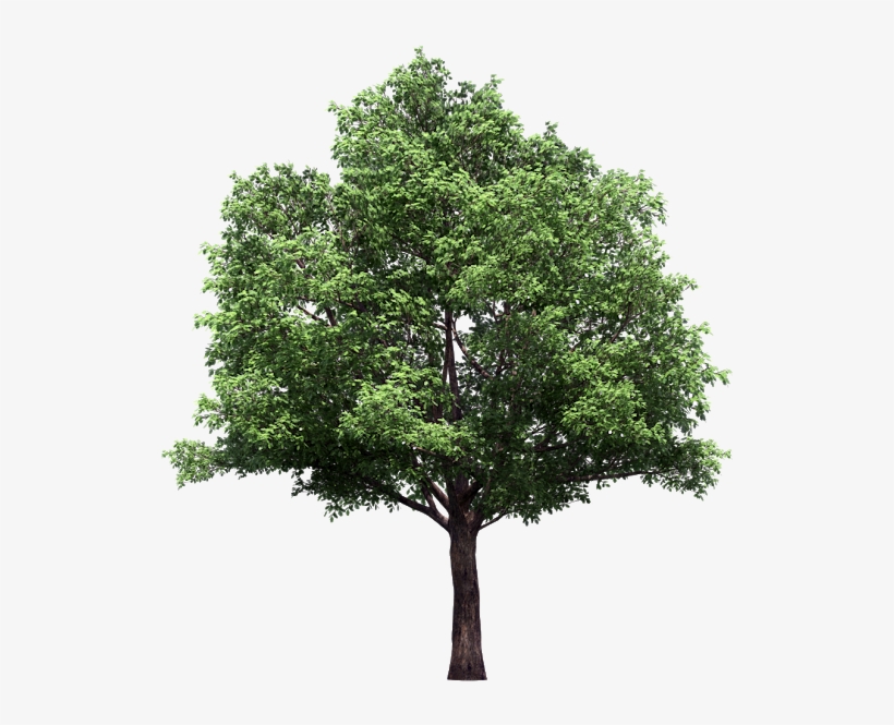 Vector Trees Plan Png - Tree With No Background - Free Transparent PNG ...