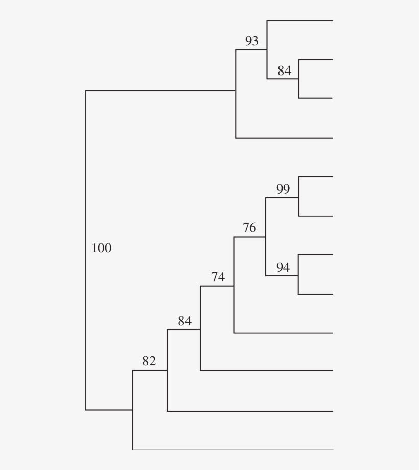 Maximum Likelihood Bootstrap Tree Showing Clades Supported - Diagram ...