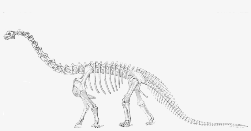 Drawings And Model Of A Camarasaurus Prepared For Osborn - Camarasaurus ...