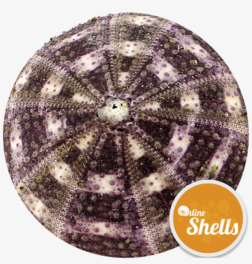 Sea - Circle - Free Transparent PNG Download - PNGkey