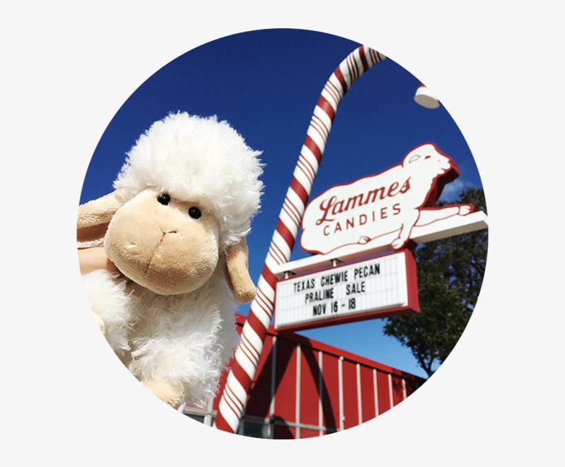 Lammie - Livestock - Free Transparent PNG Download - PNGkey