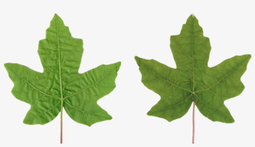 Leaves Texture - Free Transparent PNG Download - PNGkey