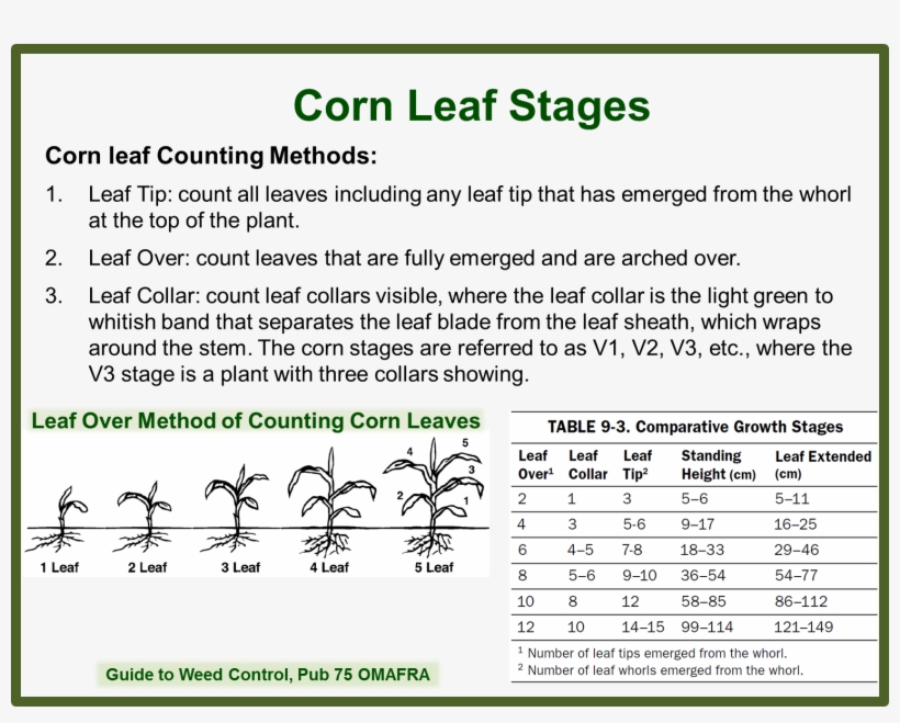 Corn Growth Stages - Free Transparent PNG Download - PNGkey