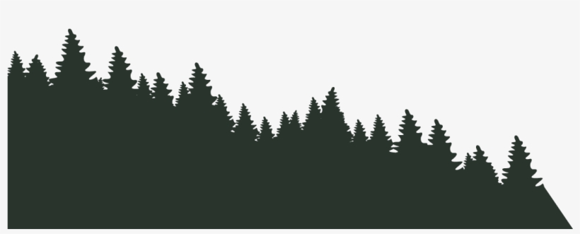 Shortleaf Black Spruce - Free Transparent PNG Download - PNGkey