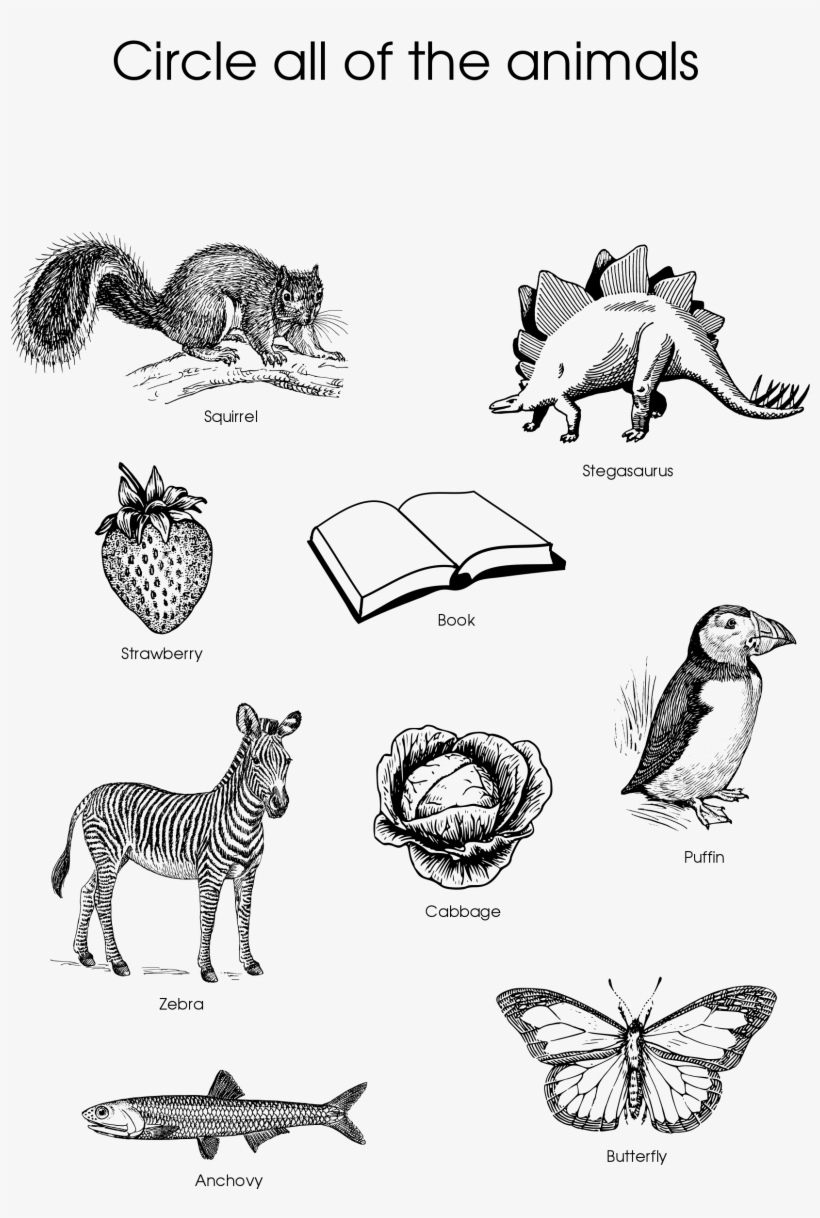 Coloring Pages - Circle The Animals Worksheet - Free Transparent PNG ...
