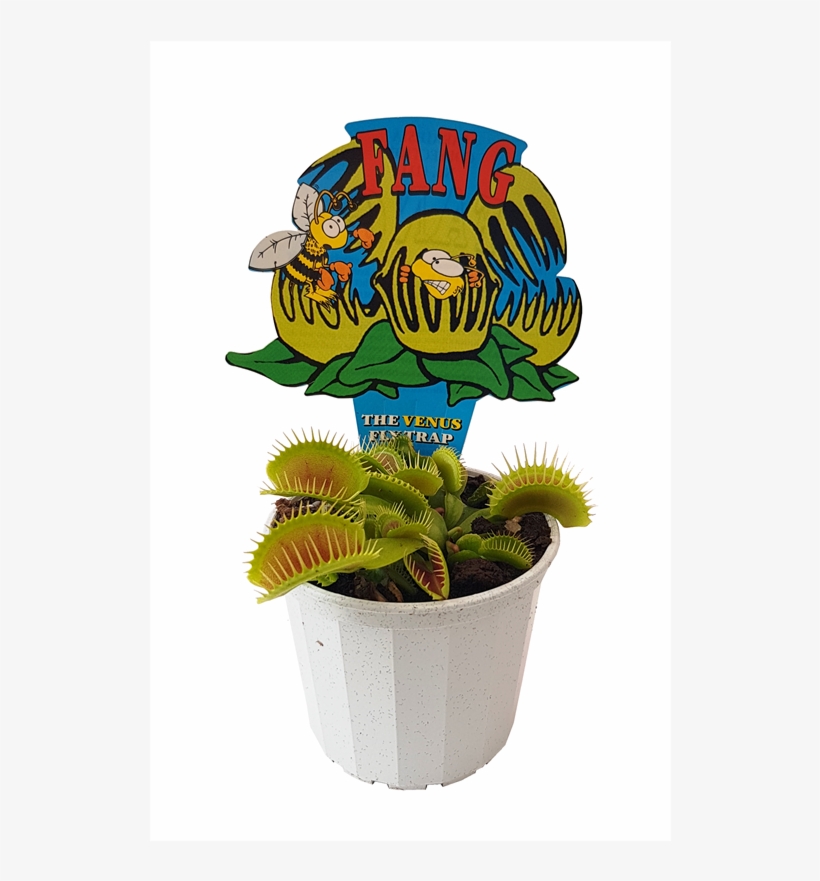 70mm Venus Flytrap - Bunnings Fly Trap Plant - Free Transparent PNG ...