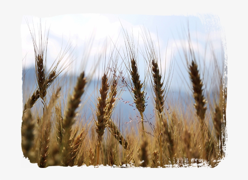 Wheat Field Png - Free Transparent PNG Download - PNGkey