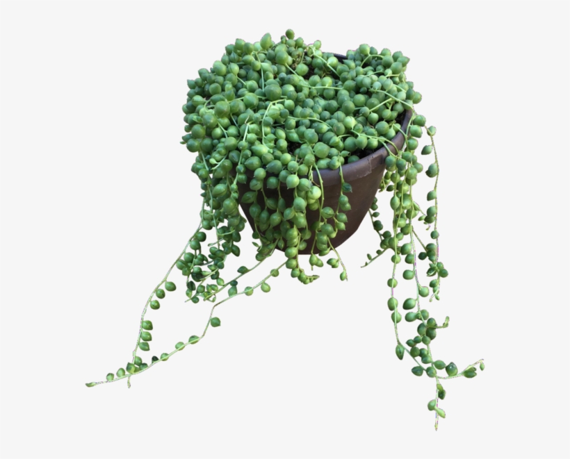 String-of-pearls - Free Transparent PNG Download - PNGkey