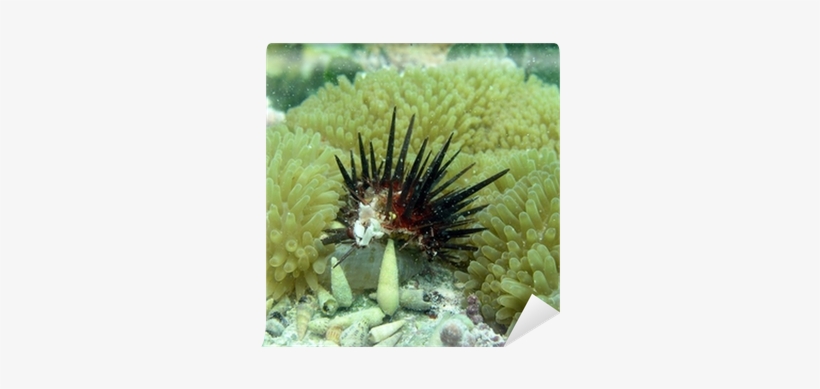 Marine Biology - Free Transparent PNG Download - PNGkey