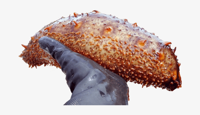 Sea Cucumbers - Food - Free Transparent PNG Download - PNGkey