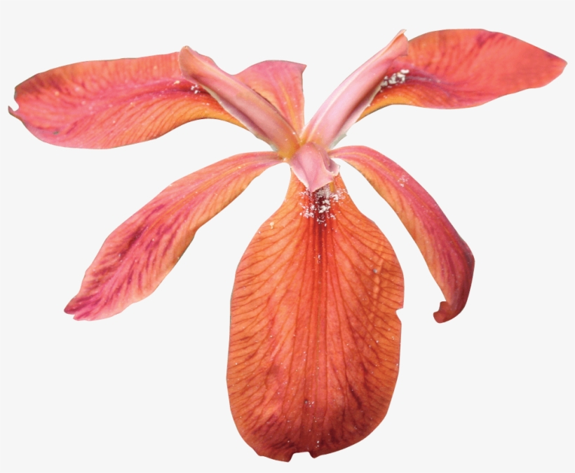 Flowers - Iris - Free Transparent PNG Download - PNGkey