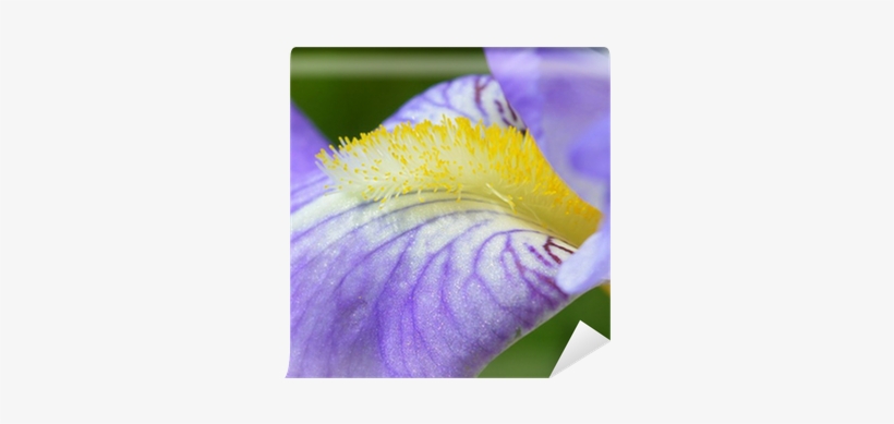Bearded Iris - Free Transparent PNG Download - PNGkey