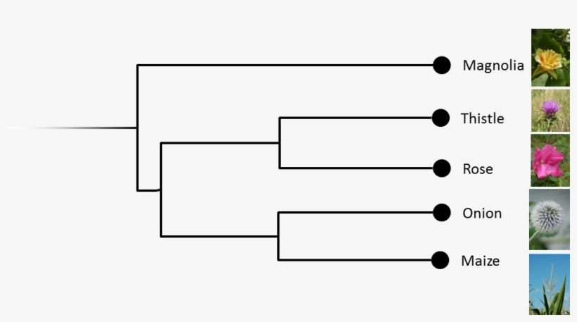 The Magnolia Misunderstanding - Magnolia Phylogenetic Tree - Free ...