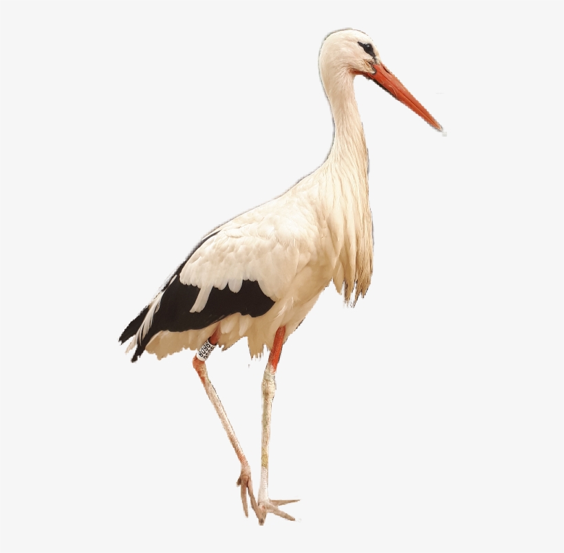 White Stork - Free Transparent PNG Download - PNGkey