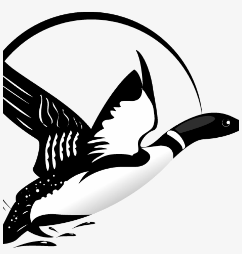 Loon Clip Art Flying Drawing Google Search Ideas Pinterest - Loon ...