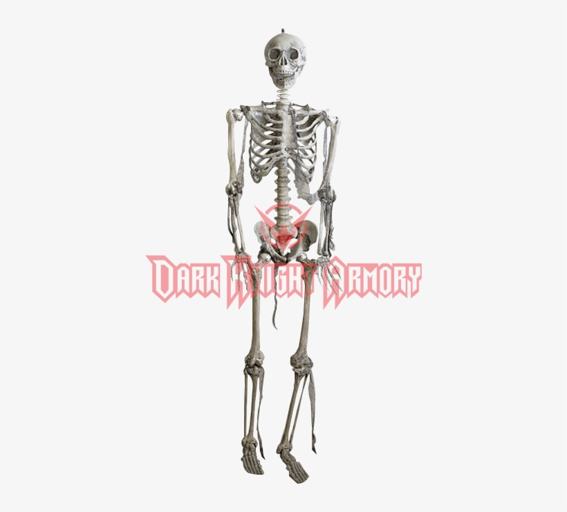 Skeleton Prop - Free Transparent PNG Download - PNGkey