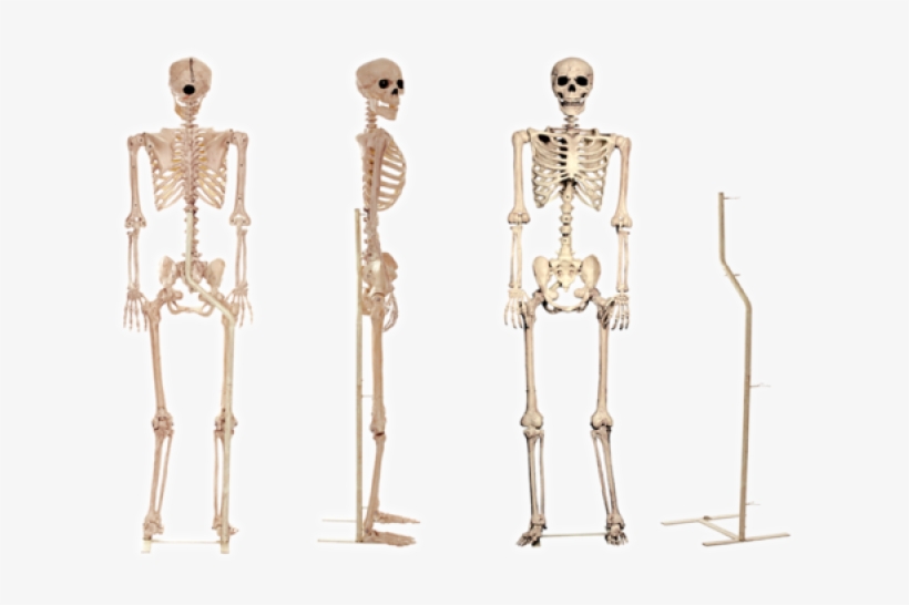 Standing Skeleton - Free Transparent PNG Download - PNGkey