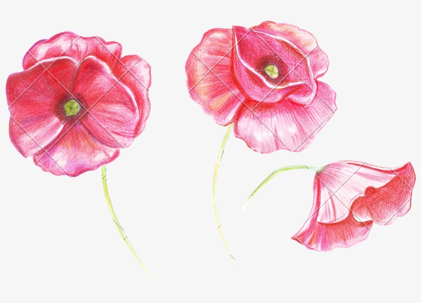 Poppy Flower Drawing - Drawing Of A Poppy - Free Transparent PNG ...