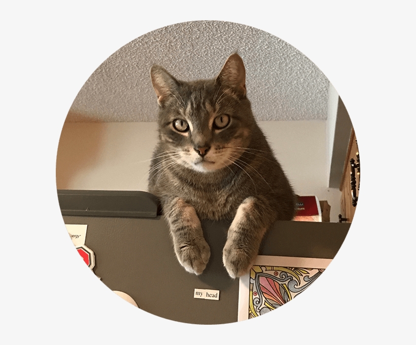 Jax - Domestic Short-haired Cat - Free Transparent PNG Download - PNGkey