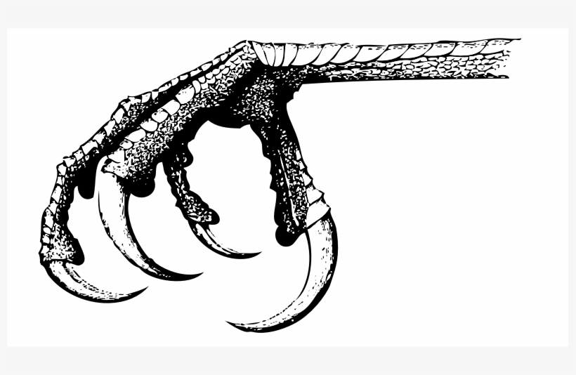 Medium Image - Claw Png - Free Transparent PNG Download - PNGkey