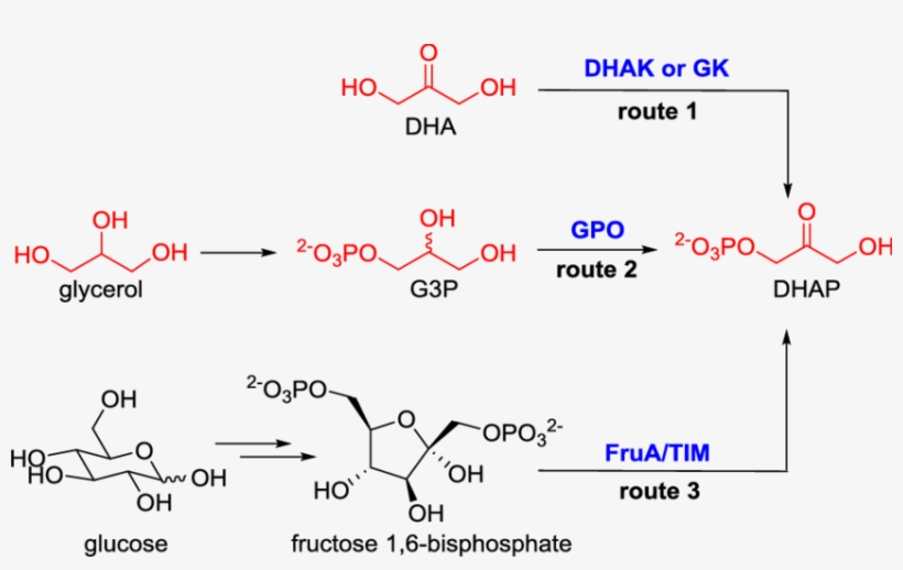 Enzymatic Routes To Dhap - Diagram - Free Transparent PNG Download - PNGkey