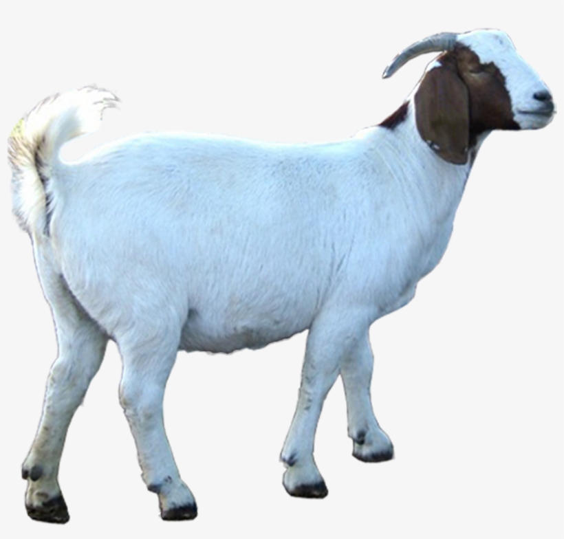 Photo Store Kambing Pictures Download - Free Transparent PNG Download ...