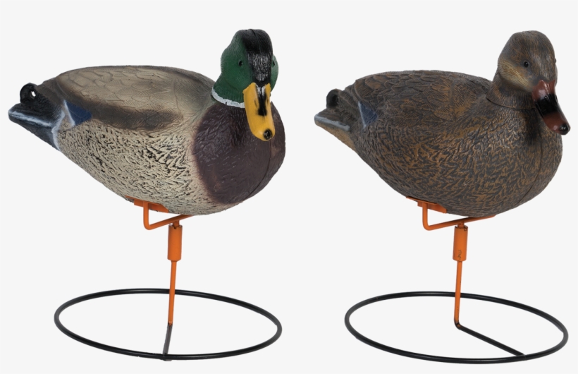 Drake Full Body Png - Mallard - Free Transparent PNG Download - PNGkey