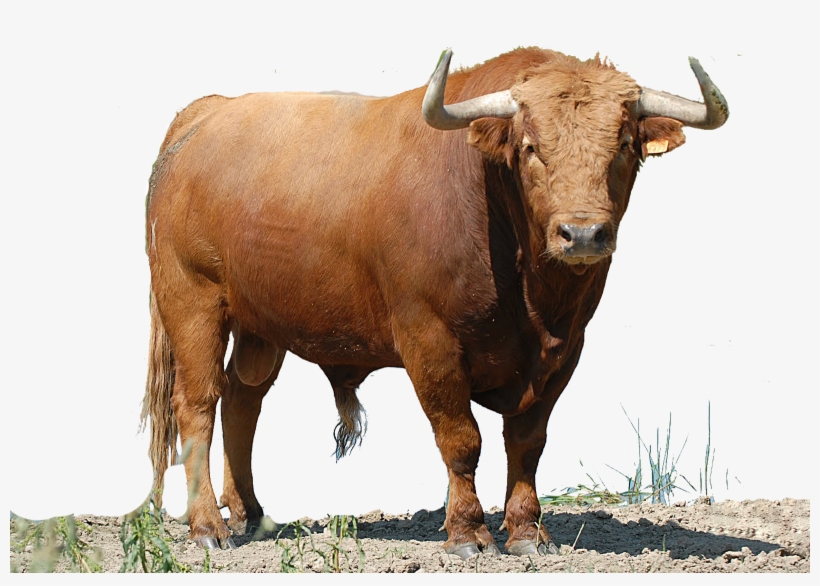 Toro Png - Toro Colorado - Free Transparent PNG Download - PNGkey