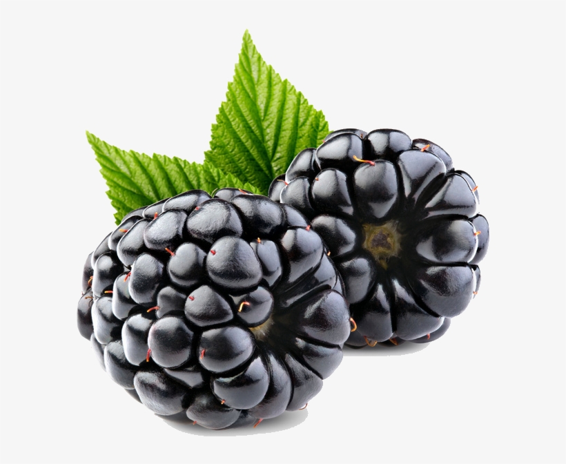 Vector Royalty Free Berry Drawing Blackberry Fruit - Ahududu ...