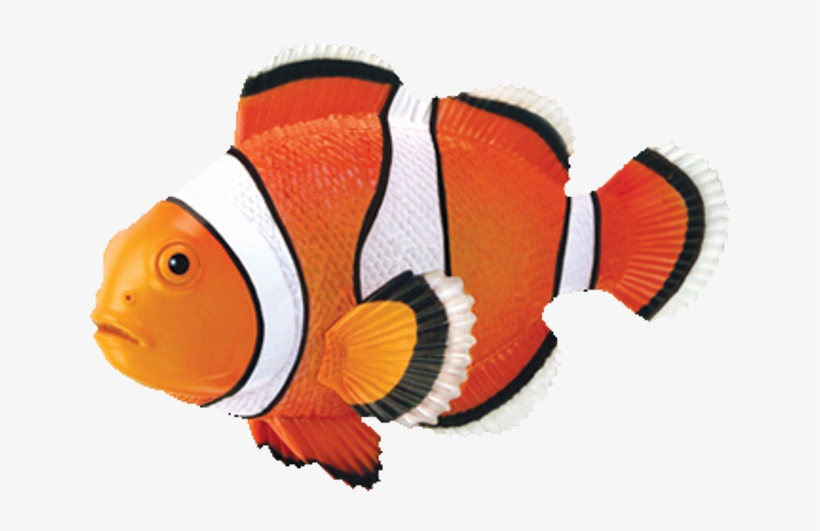 4d Puzzle - Clownfish - Fish 4d - Free Transparent PNG Download - PNGkey
