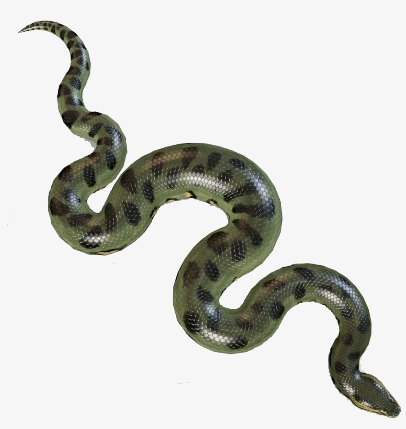 Anaconda With Transparent Background - Free Transparent PNG Download ...