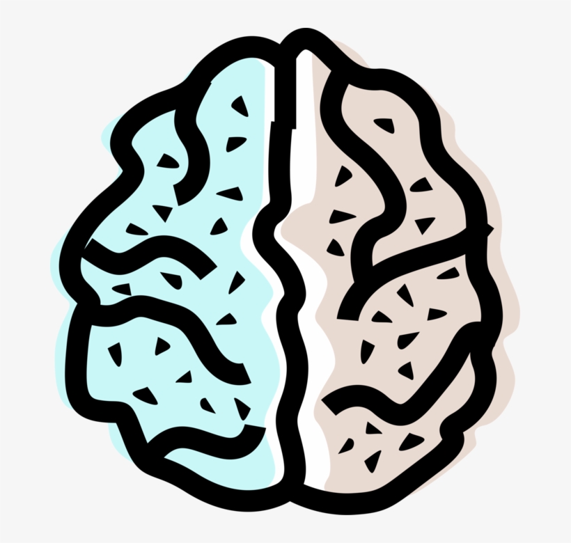 Vector Illustration Of Human Brain Left And Right Hemisphere - Free ...