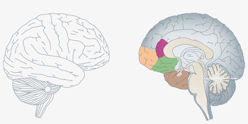 Brain Human Anatomy - Dorsolateral Prefrontal Cortex Orbitofrontal ...