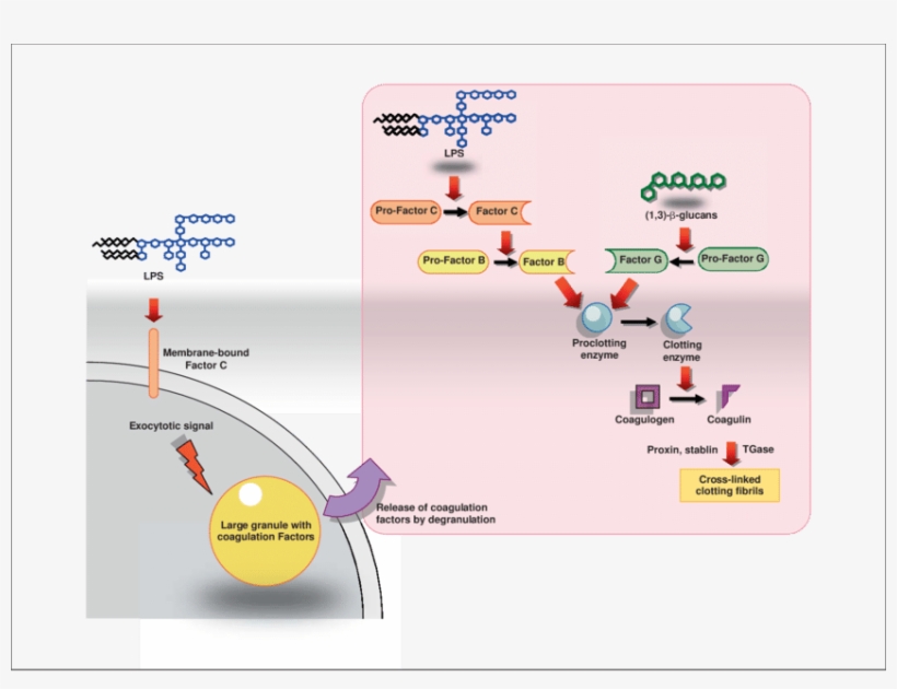 Coagulation Cascade Simple