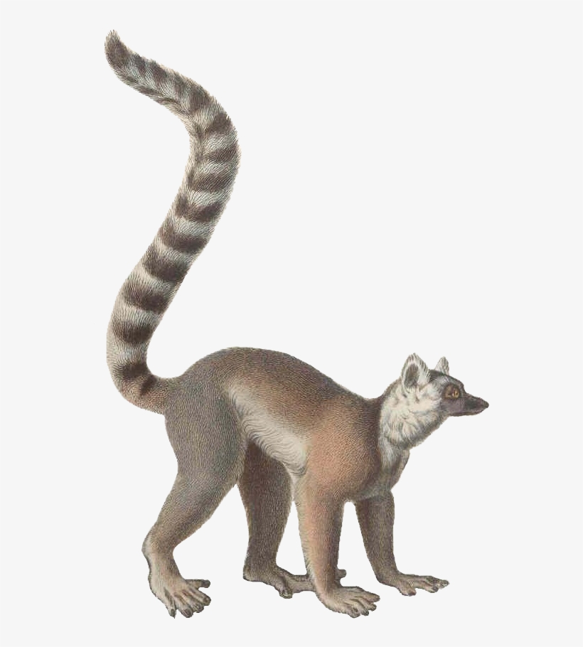 Fossa - Free Transparent PNG Download - PNGkey