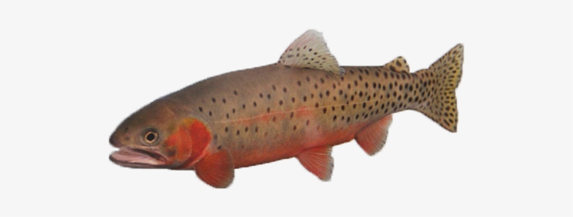 Greenback 5 Compressed - Portable Network Graphics - Free Transparent ...