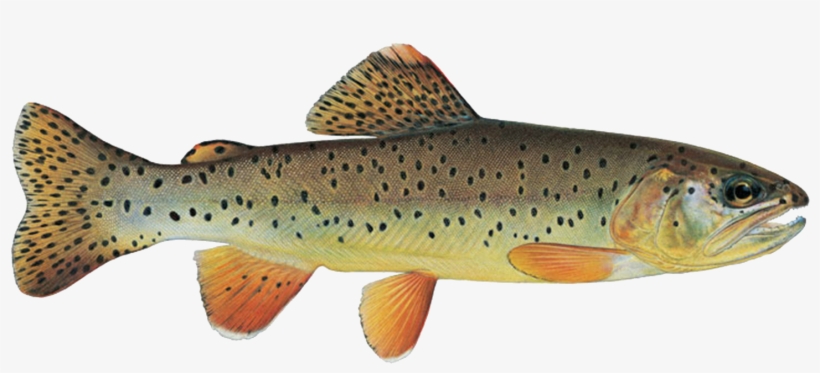 Sign Up For Season - Arizona State Fish Apache Trout - Free Transparent ...