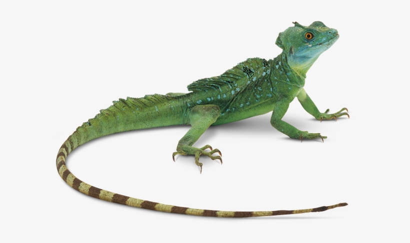 Lizard Png Hd - Lizard Png - Free Transparent PNG Download - PNGkey