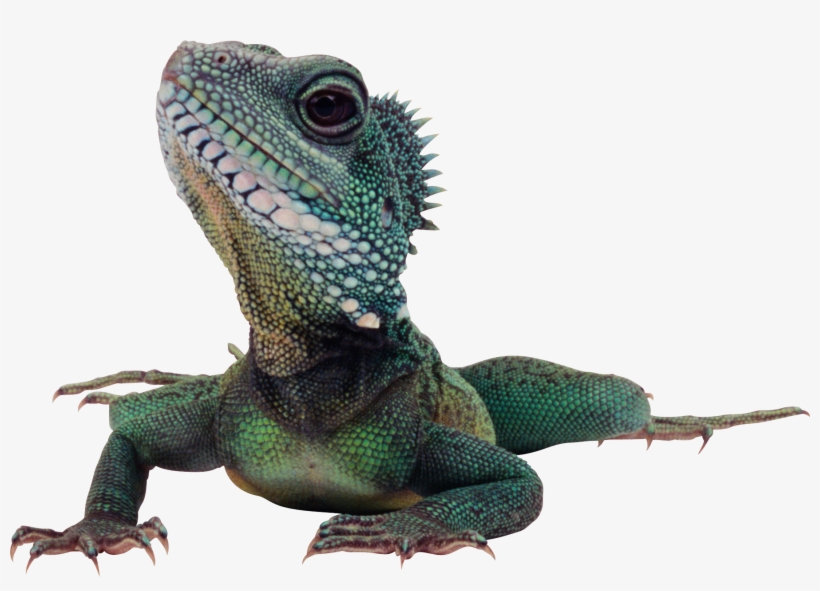 Lizard Png - Lizards With Transparent Background - Free Transparent PNG ...