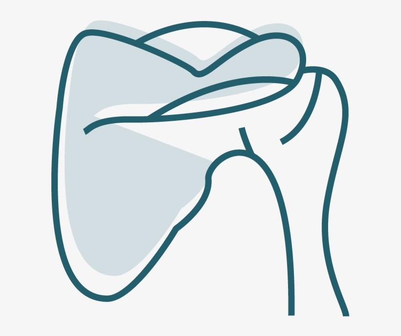 Shoulder - Free Transparent PNG Download - PNGkey
