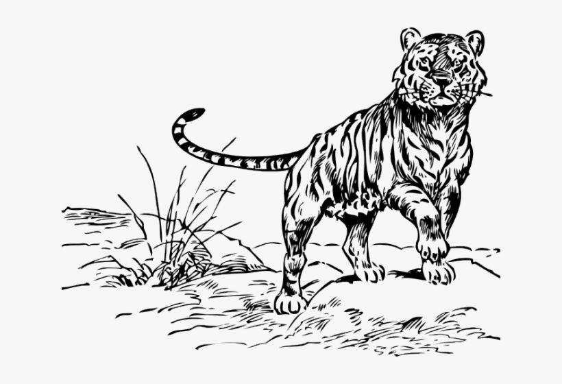 White Tiger Clipart Drawable - Siberian Tiger Black And White Png ...