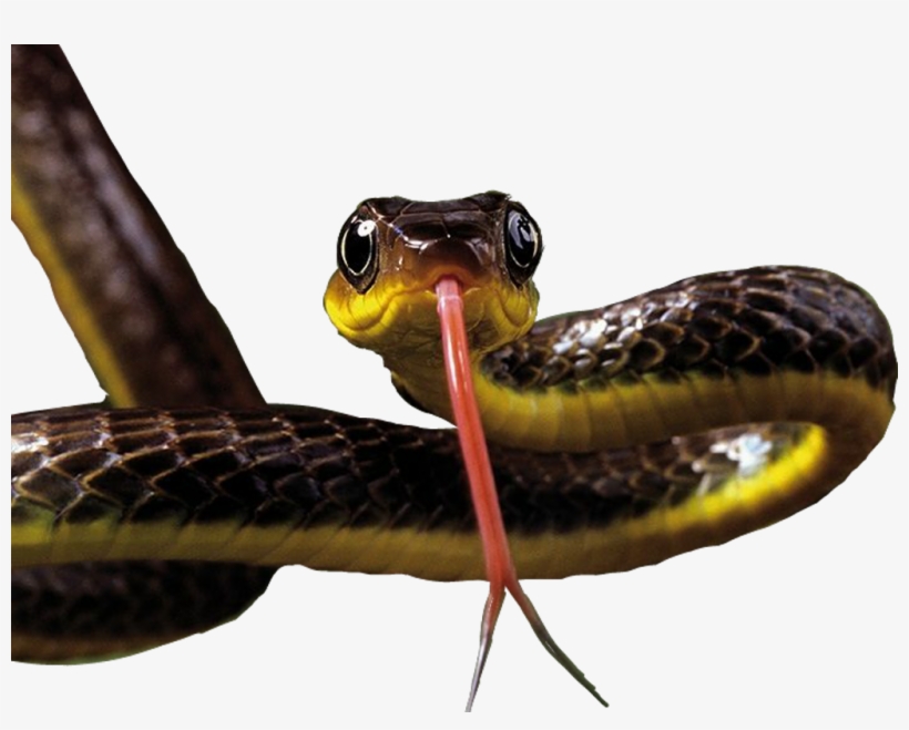 Snake Sticker - Common Garter Snake - Free Transparent PNG Download ...