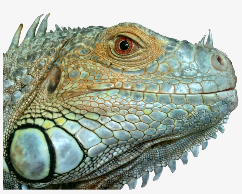 Iguana, Reptile, Lizard, Green, Close, Blue, Eye, Scaly - Lizard Head ...
