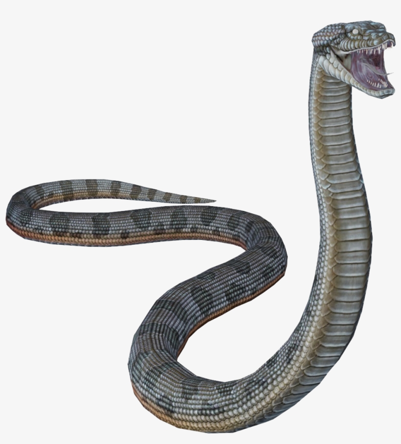 Snakes - Free Transparent PNG Download - PNGkey